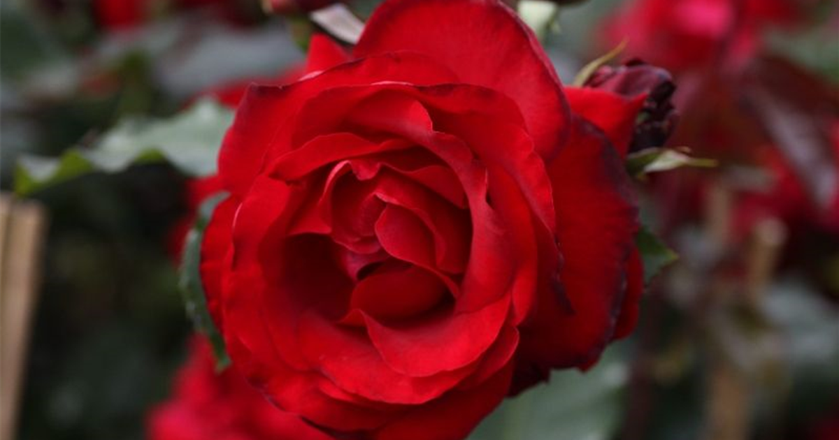 Kletterrose 'Messire Delbard'