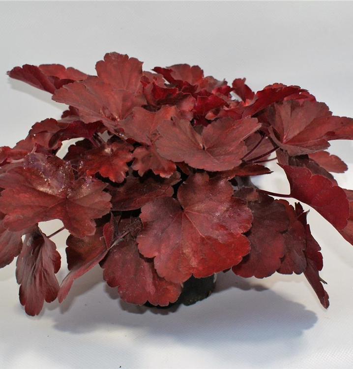 Purpurglöckchen 'Royal Ruby'