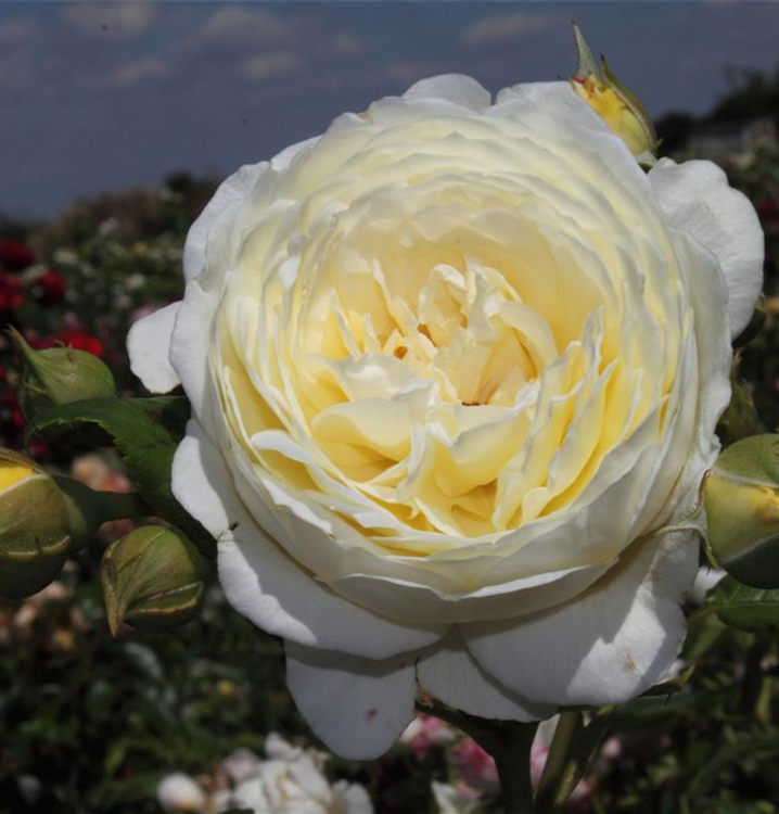 Strauchrose 'Claire Austin'®