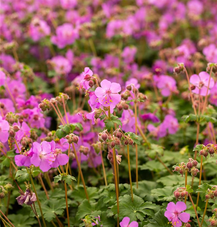 Geranium macrorrhizum 'Bevan'