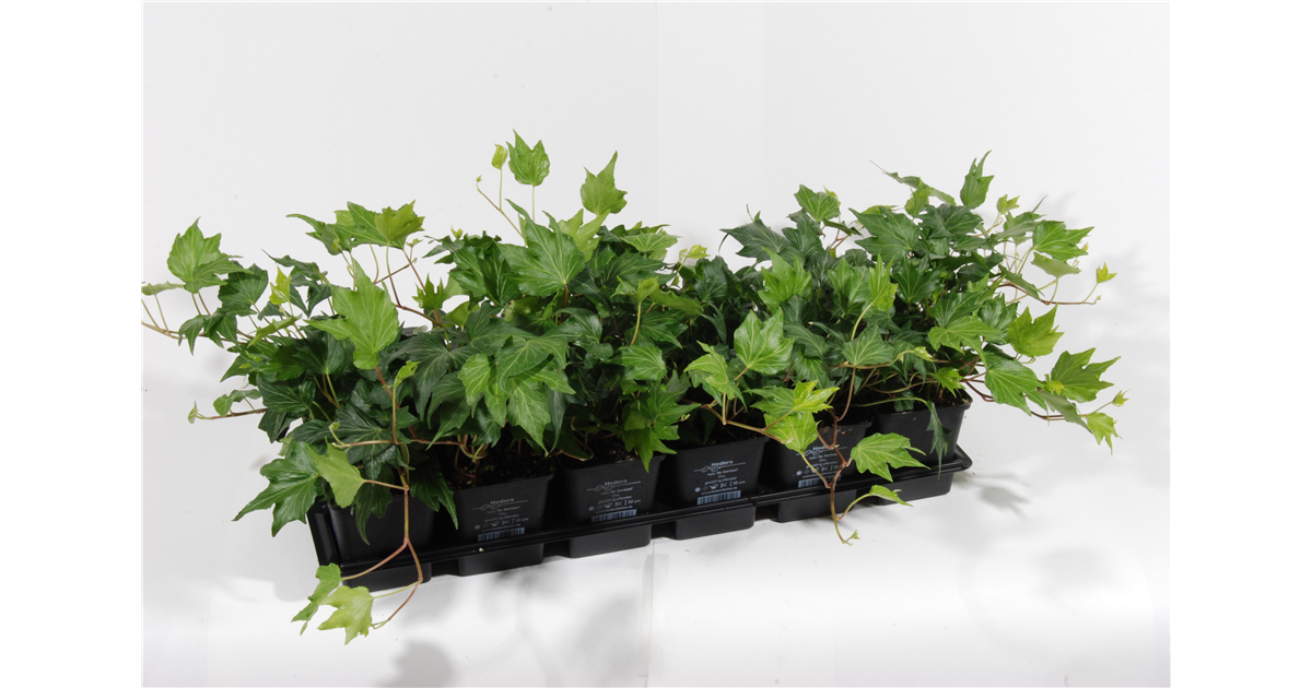 Hedera helix 'Green Ripple', 12er Set