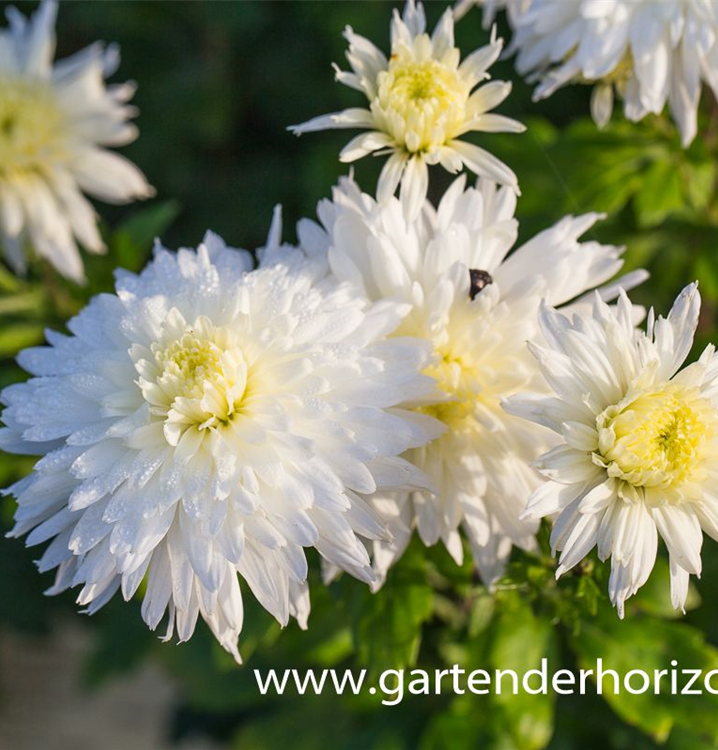 Chrysanthemum x hort.'Larry'